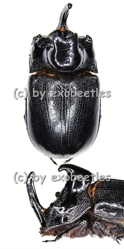 Trichogomphus martabani ( 55 – 59 ) - Dynastidae / Riesenkäfer ...