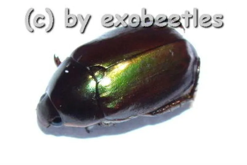 Anomala spec. #1 ( 15 - 19 ) - Rutelidae / Coleoptera - exobeetles ...