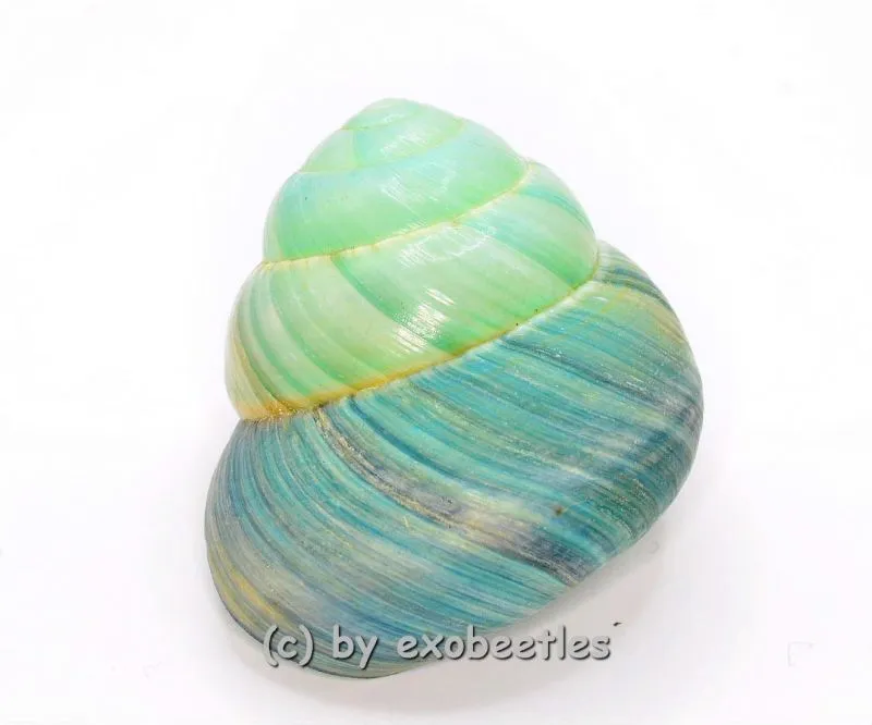 Asperitas bimaensis ( gruen / tuerkis ) var. #1 - Snail Shells / Schneckenhäuser / Landschnecken ...