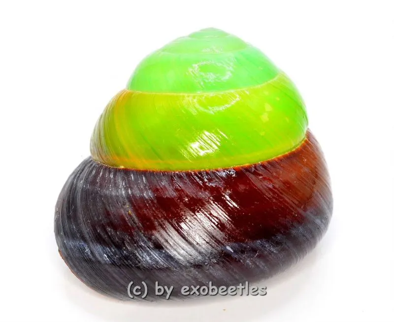 Asperitas bimaensis ( grün / braun ) var. #2 - Snail Shells / Schnecken ...