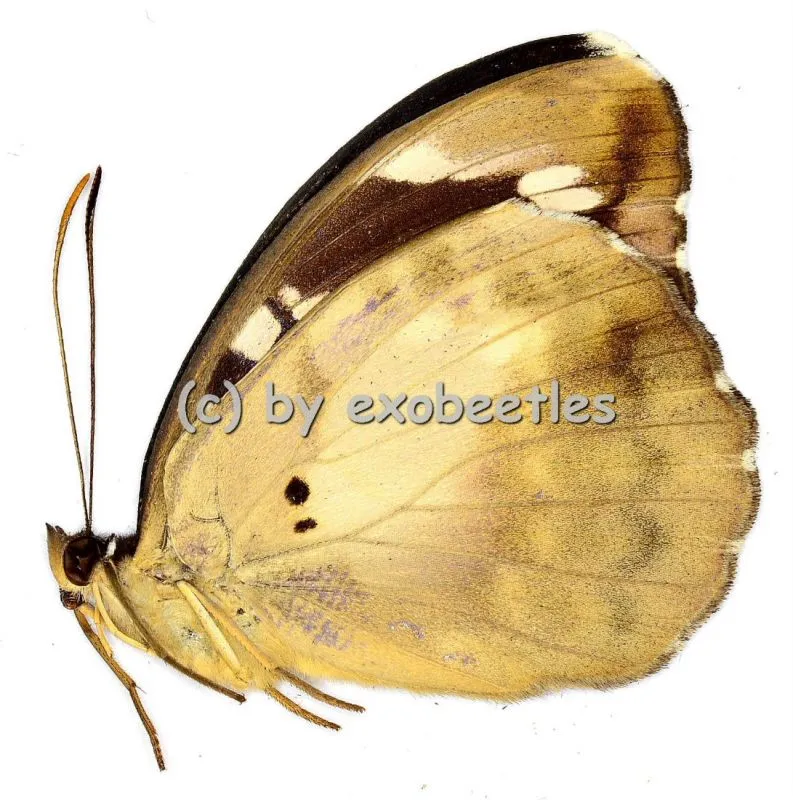 Aterica galene - Nymphalidae / Schmetterlinge / Falter / Schwärmer ...