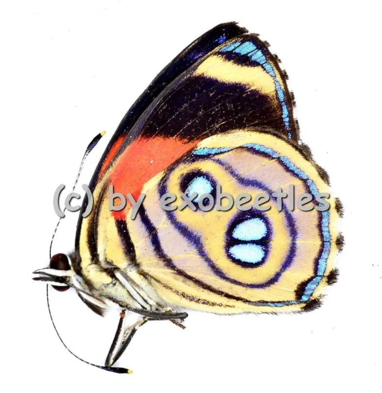 Callicore hystaspes - Nymphalidae / Lepidoptera - exobeetles - Der ...