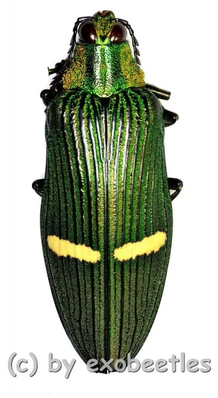 Catoxantha opulenta opulenta ( 50 – 54 ) - Buprestidae / Coleoptera ...