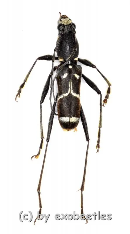 Ceresium spec. ( 10 – 14 ) - Cerambycidae / Coleoptera - exobeetles ...