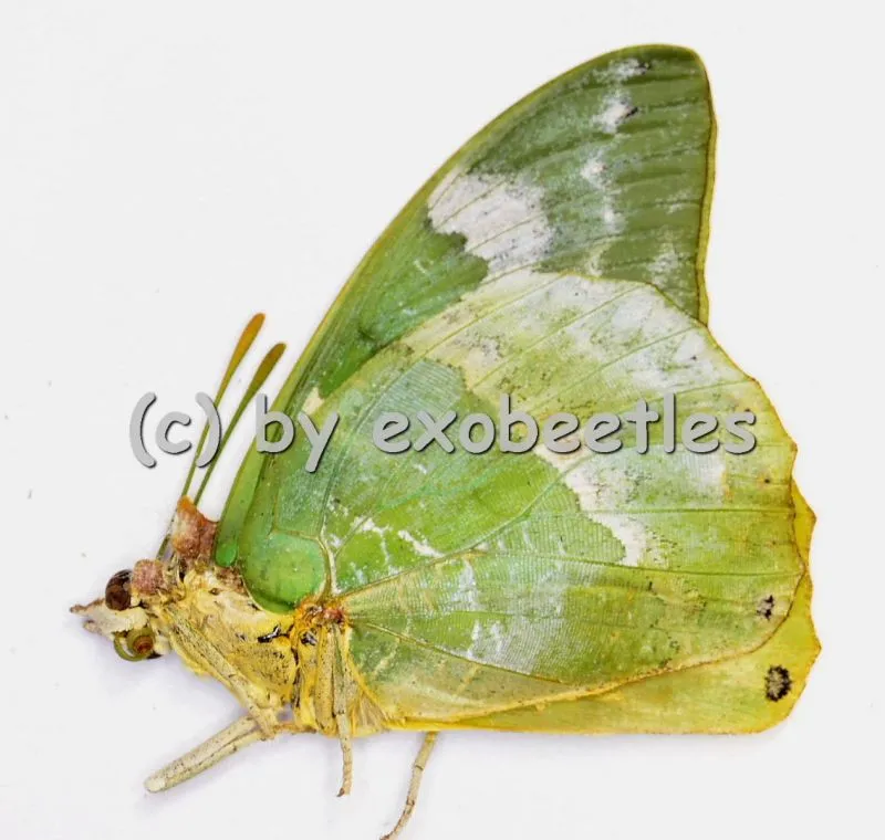 Charaxes subornatus A2 - Nymphalidae / Schmetterlinge / Falter ...