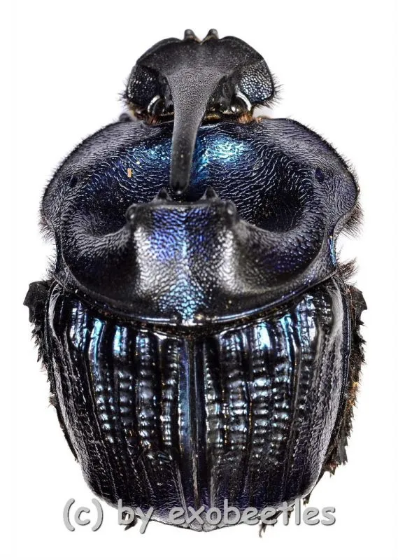 Coprophanaeus lancifer ( 35 – 39 ) - Scarabaeidae / Coleoptera ...