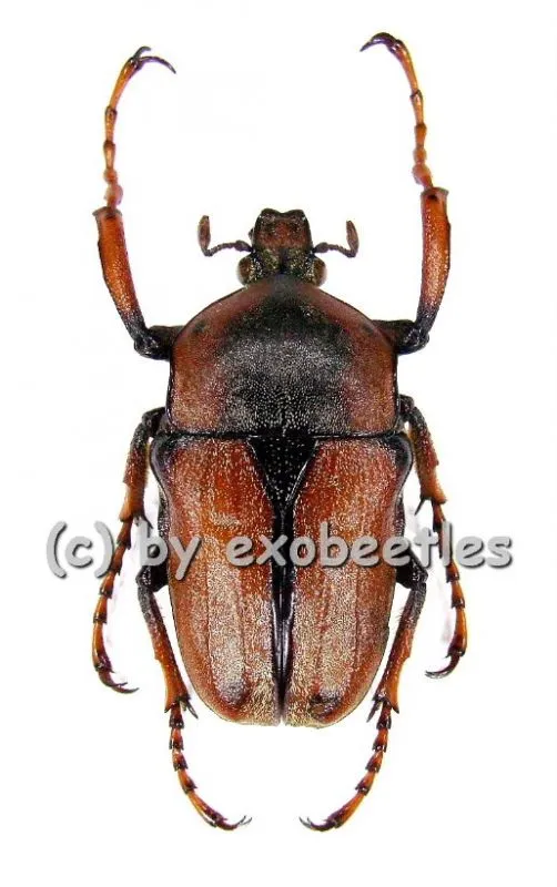 Cosmiomorpha decliva ssp.decliva - Cetoniidae / Coleoptera - exobeetles ...