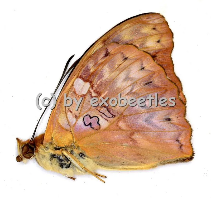 Cymothoe crocea - Nymphalidae / Lepidoptera - exobeetles - Der ...