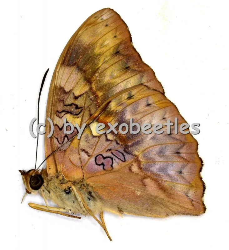 Cymothoe excelsa A2 - Nymphalidae / Lepidoptera - exobeetles - Der ...