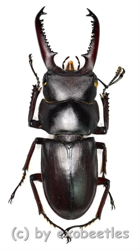 Dorcus tanakai meridionalis ( 35 – 39 ) - Lucanidae / Hirschkäfer ...