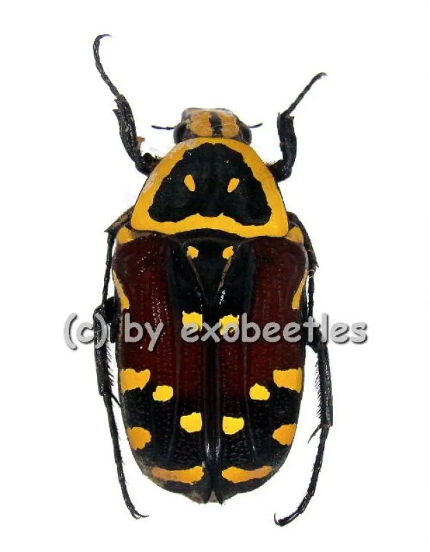 Euchroea aurostellata ( 20 – 24 ) - Cetoniidae / Rosenkäfer / Flower ...