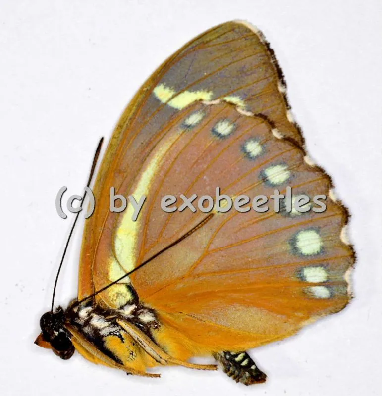 Euphaedra simplex - Nymphalidae / Schmetterlinge / Falter / Schwärmer ...