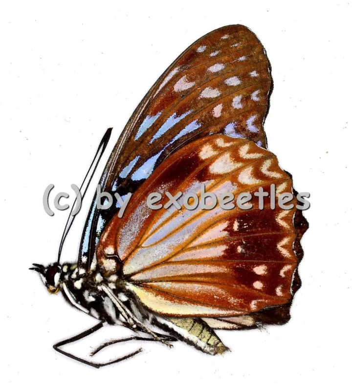 Hestina nama A1/A- - Nymphalidae / Lepidoptera - exobeetles - Der ...