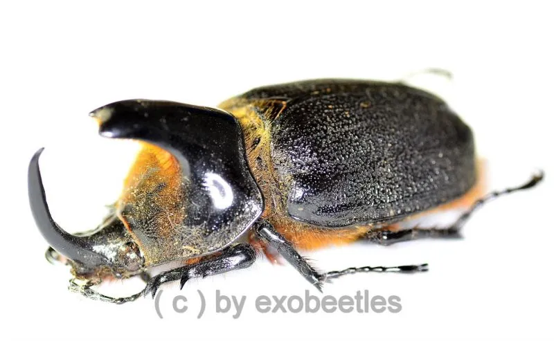 Heterogomphus schoenherri ( 55 – 59 ) - Dynastidae / Coleoptera ...