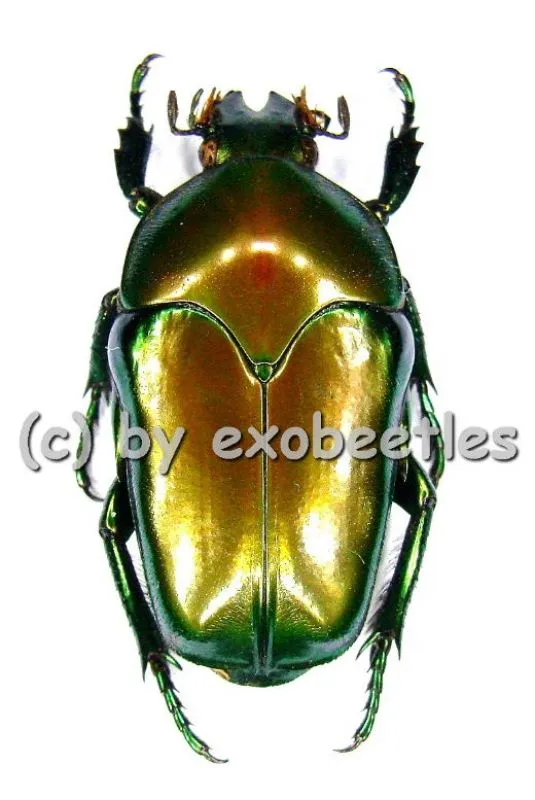 Ischiopsopha ritsemae celebensis ( 25 - 29 ) - Cetoniidae / Coleoptera ...