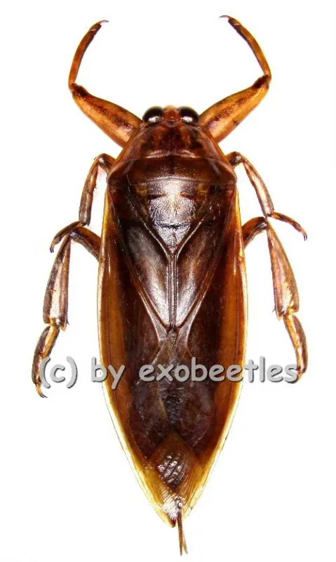 Lethocerus grandis ( 70 – 84 ) - Hemiptera / Wanzen - exobeetles - Der ...