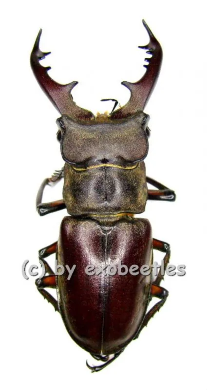 Lucanus maculifemoratus dybowskyi ( 45 - 49 ) - Lucanidae / Hirschkäfer ...