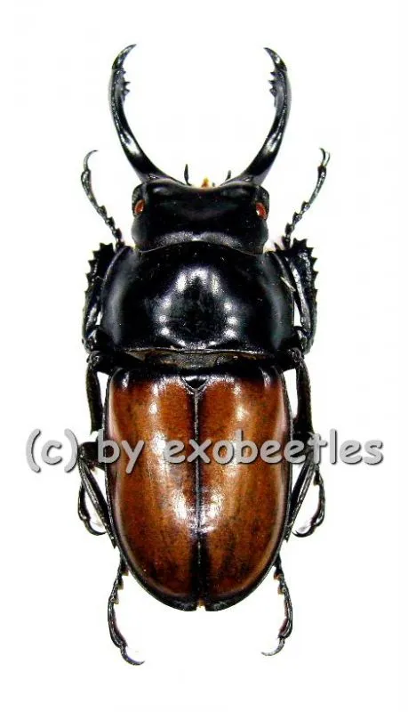 Neolucanus brochieri ( 30 - 39 ) A1- - Lucanidae / Hirschkäfer / Stag ...