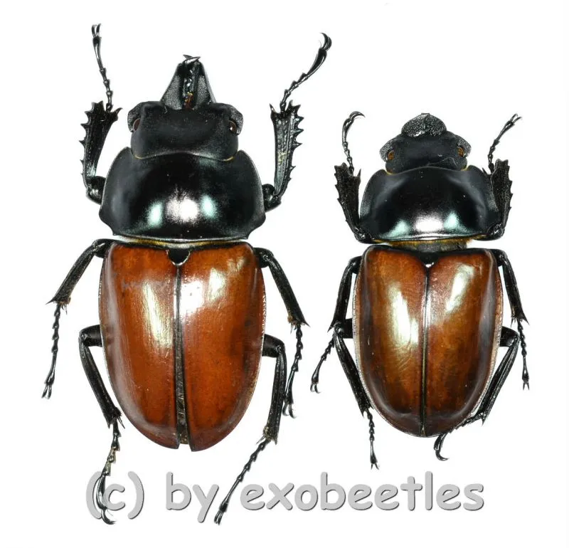 Neolucanus nitidus robustus ( M 35 - 39 ) - Lucanidae / Coleoptera ...