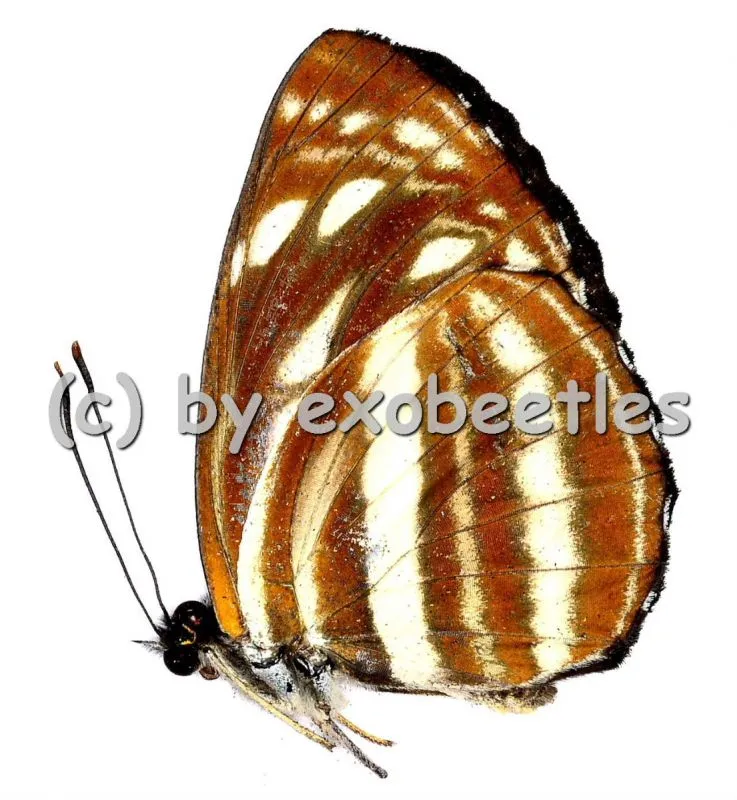 Neptis clinia - Nymphalidae / Lepidoptera - exobeetles - Der Onlineshop ...