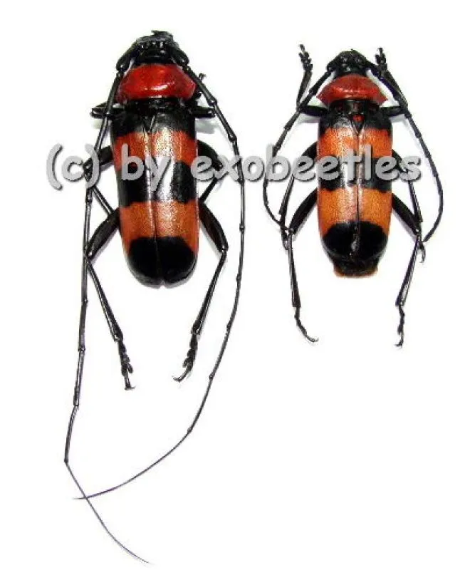 Paveia superba ( M 25 – 34 ) - Cerambycidae / Coleoptera - exobeetles ...