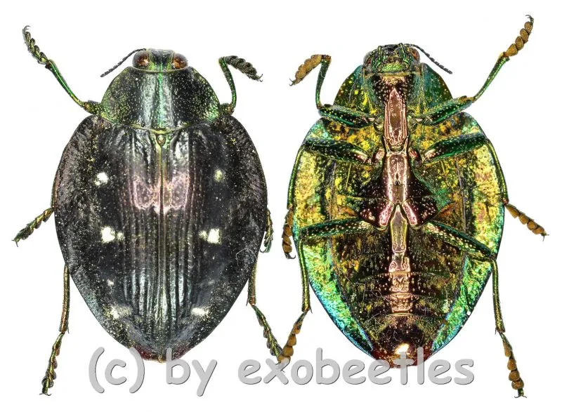 Polybothris auriventris ( 25 – 29 ) - Buprestidae / Prachtkäfer / Jewel ...