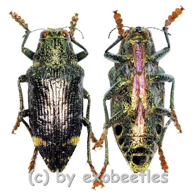 Polybothris luczoti ( 30 – 34 ) - Buprestidae / Coleoptera - exobeetles ...