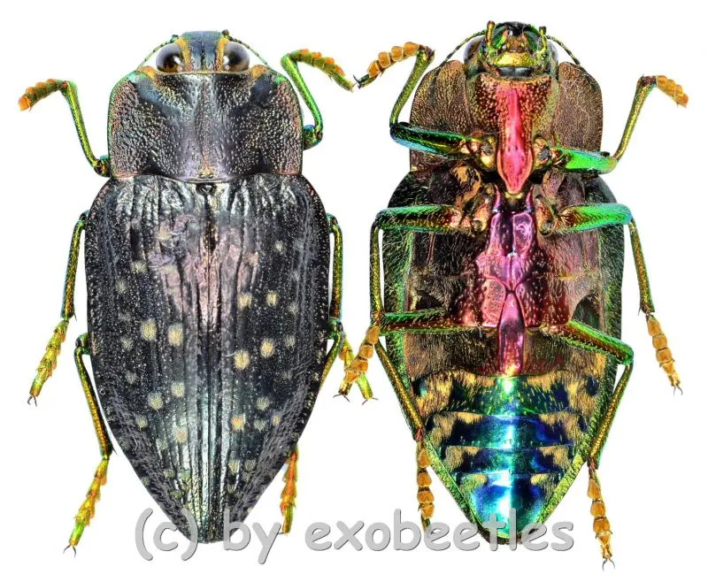 Polybothris quadricollis ( 25 – 29 ) - Buprestidae / Coleoptera ...