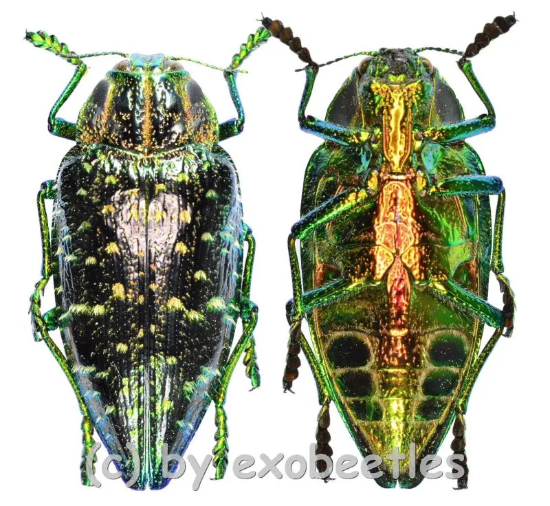 Polybothris sumptuosa superba ( 40 – 44 ) - Buprestidae / Prachtkäfer ...