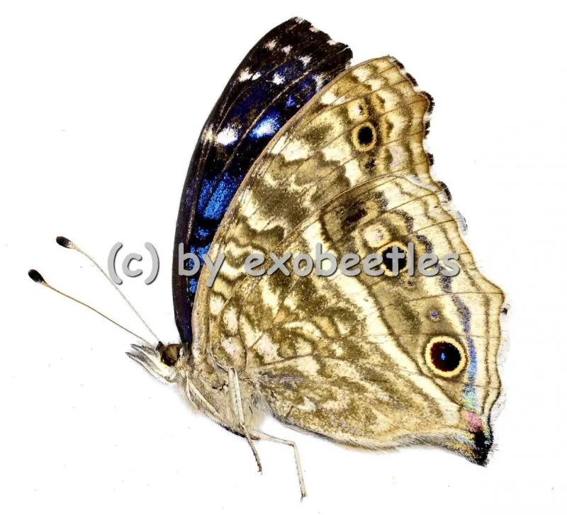 10 x Precis rhadama - Nymphalidae / Schmetterlinge / Falter / Schwärmer ...