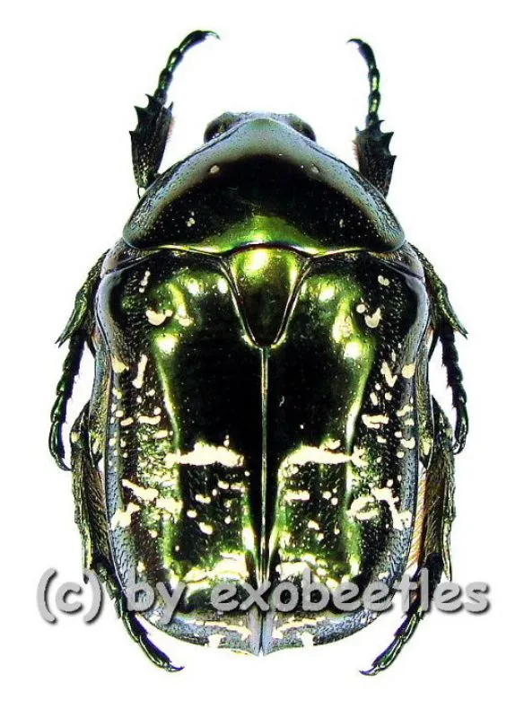 Protaetia ( Liocola ) cathaica ( 20 - 24 ) - Cetoniidae / Coleoptera ...