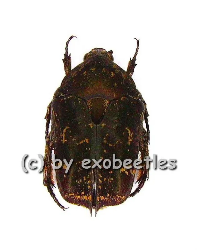 10 x Protaetia fusca - Cetoniidae / Rosenkäfer / Flower Beetle ...