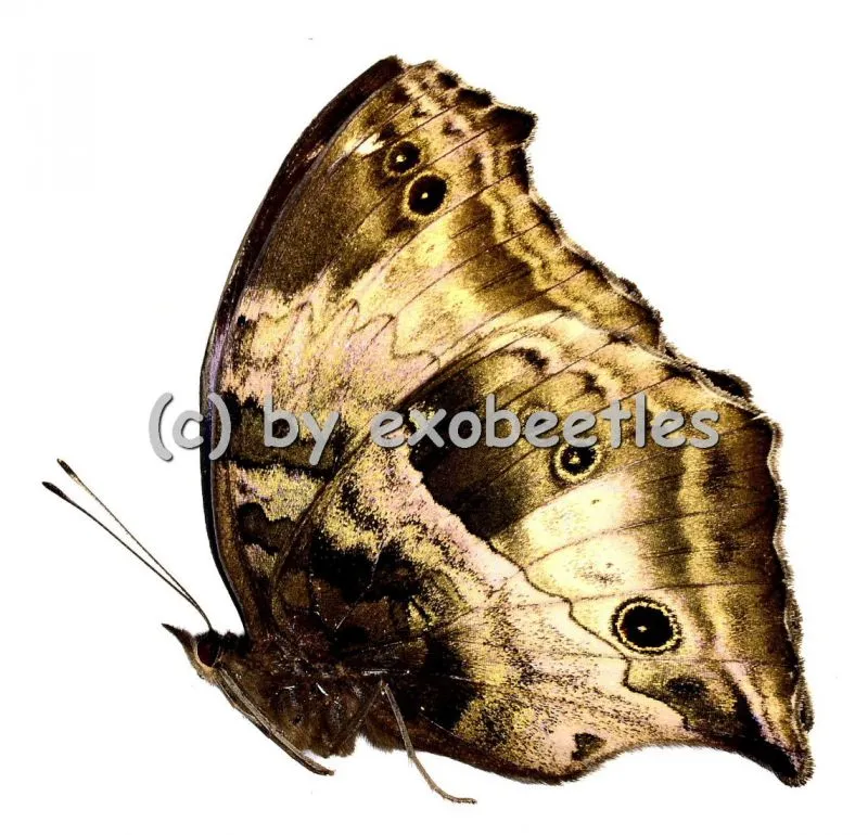 Protogoniomorpha cytora - Nymphalidae / Schmetterlinge / Falter ...