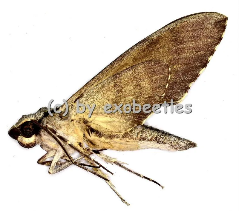 Psilogramma menephron A1/A- - Sphingidae / Schmetterlinge / Falter ...