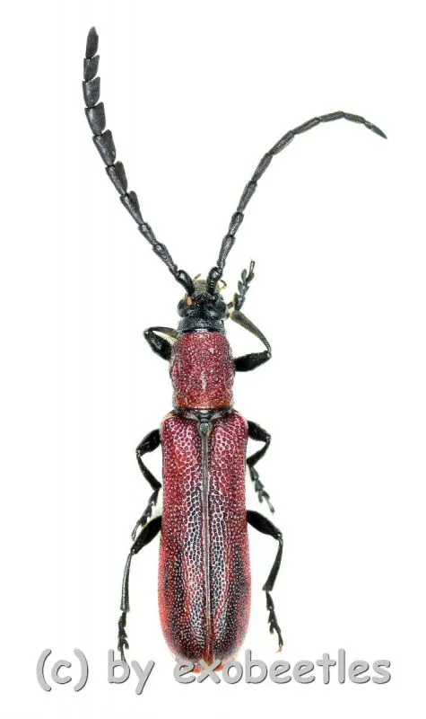 Pyrestes rugicollis ( 10 - 14 ) - Cerambycidae / Bockkäfer / Longhorn ...