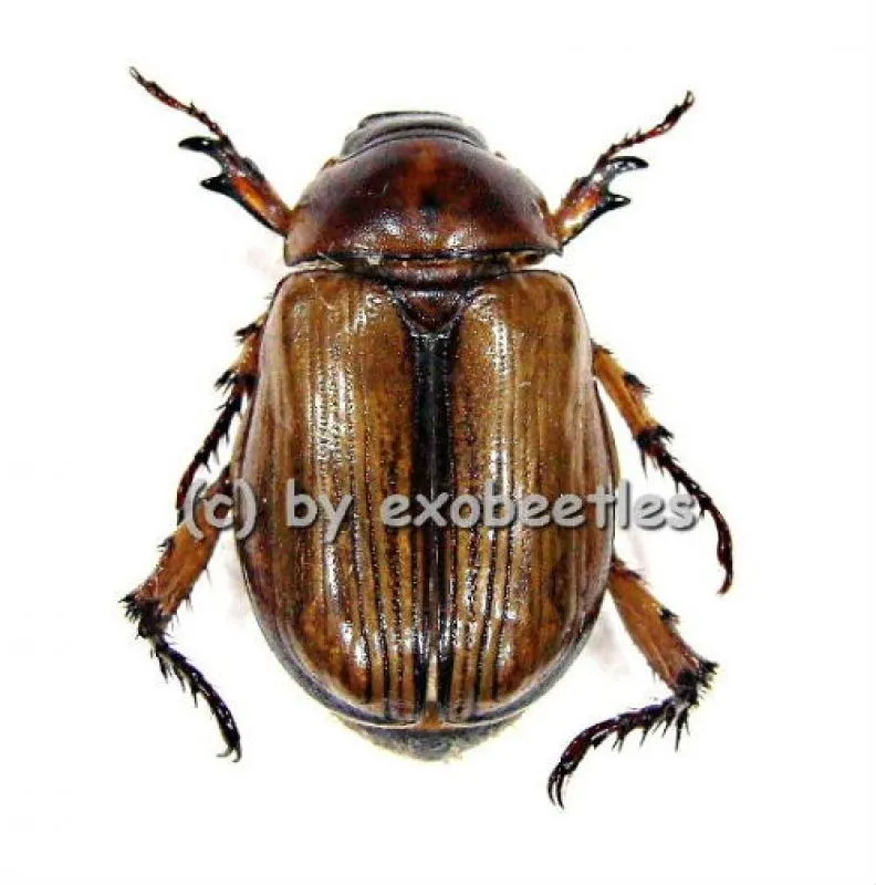 Rutelidae spec. #13 A2 - Rutelidae / Coleoptera - exobeetles - Der ...