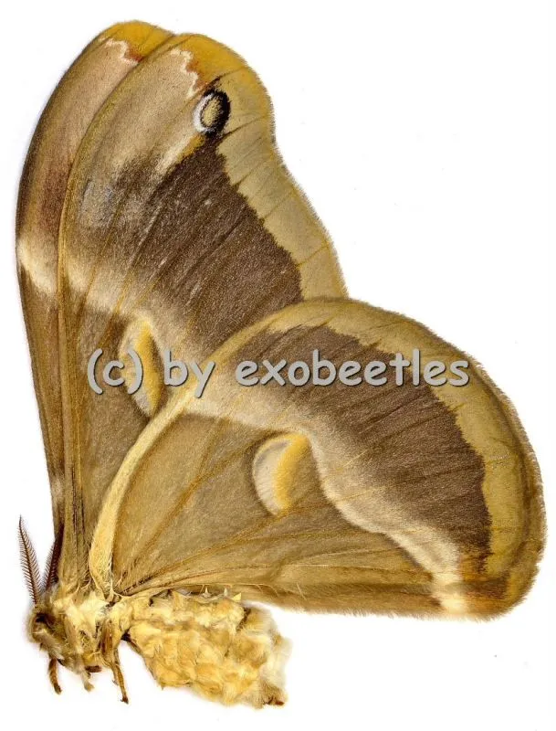 Samia insularis - Moths / Motten / Nachtfalter / Schmetterlinge ...